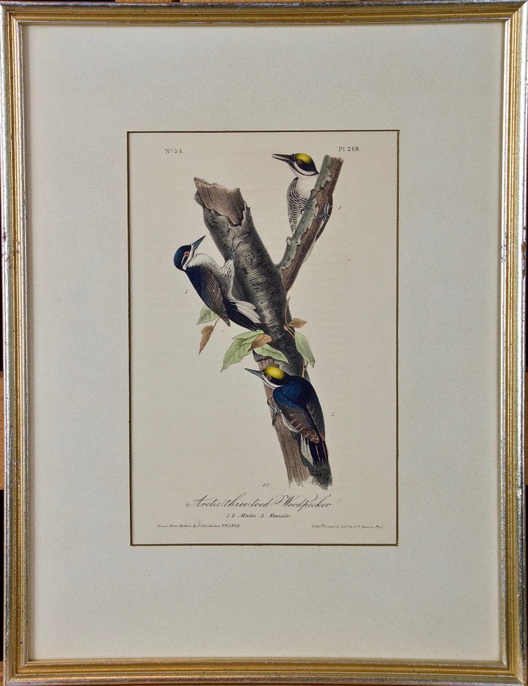 John James Audubon - A Group of Four 19th Century Audubon Bird ...