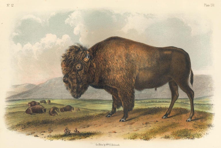 John James Audubon - American Bison or Buffalo at 1stDibs