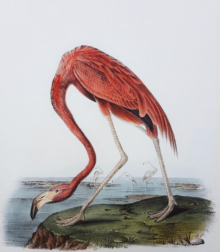 John James Audubon - American Flamingo at 1stDibs