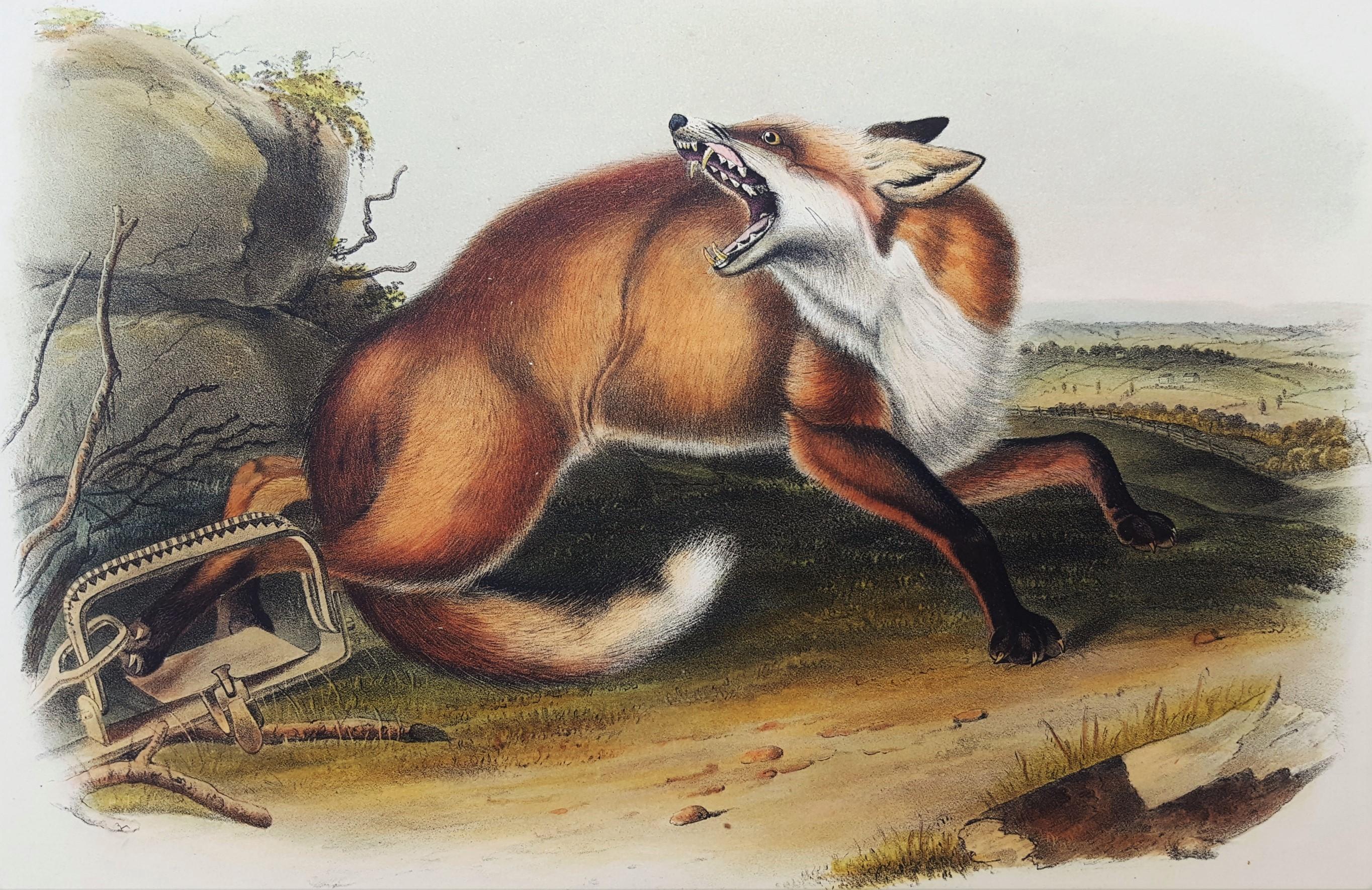John James Audubon - American Red Fox For Sale at 1stDibs