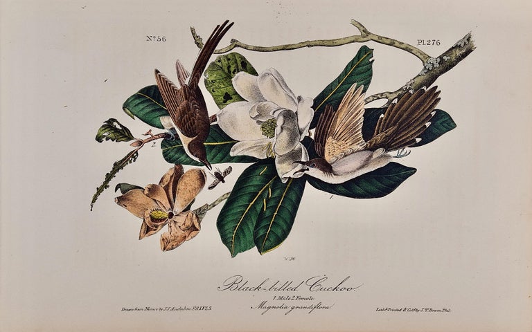 John James Audubon - Black-billed Cuckoo: An Original 1st Ed. Audubon ...