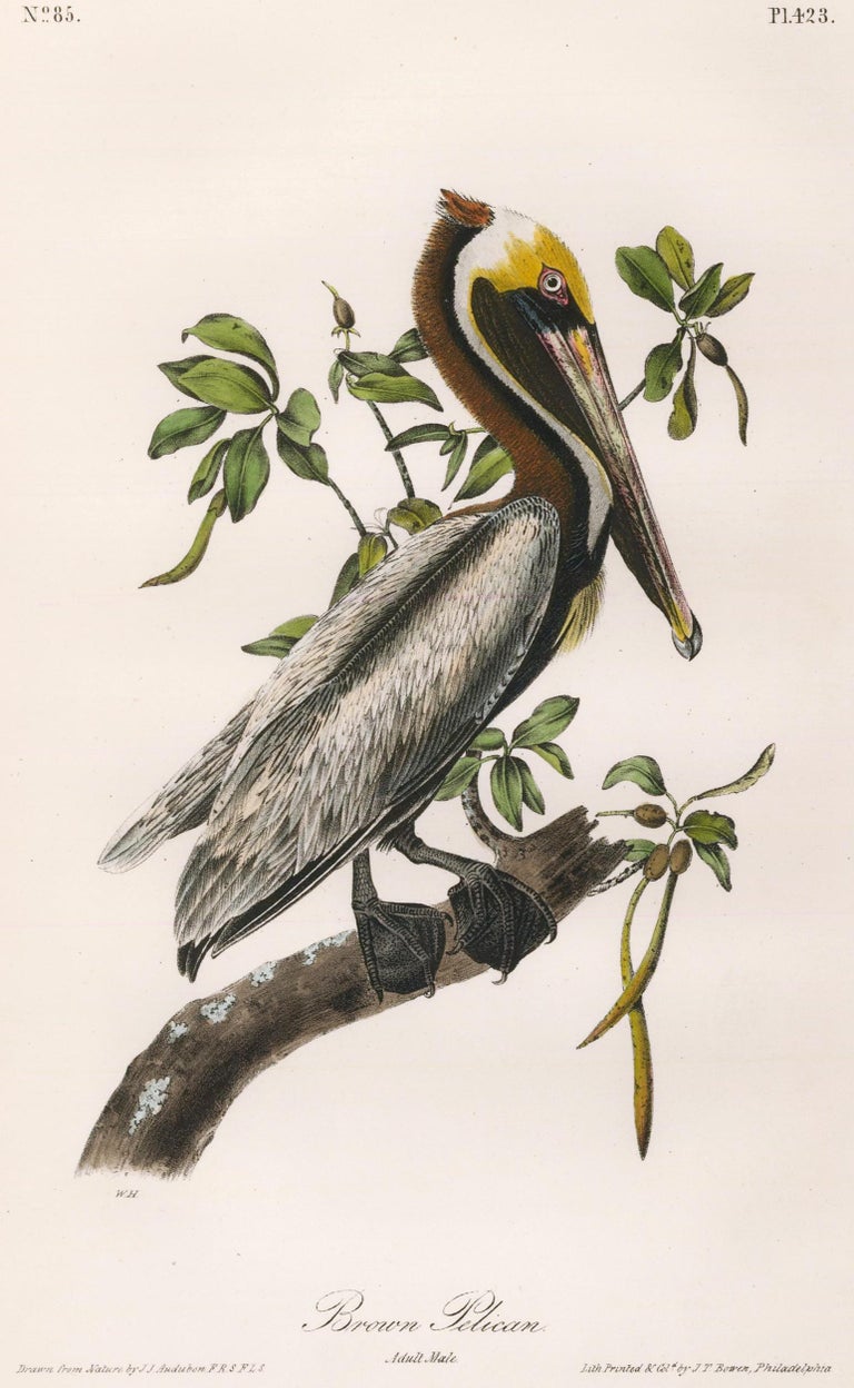 John James Audubon - Pélican brun. En vente sur 1stDibs