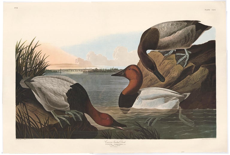 John James Audubon - Canvas Backed Duck. by John James Audubon ...