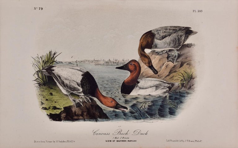 John James Audubon - Canvass Back Duck: An Original 19th C. Audubon ...