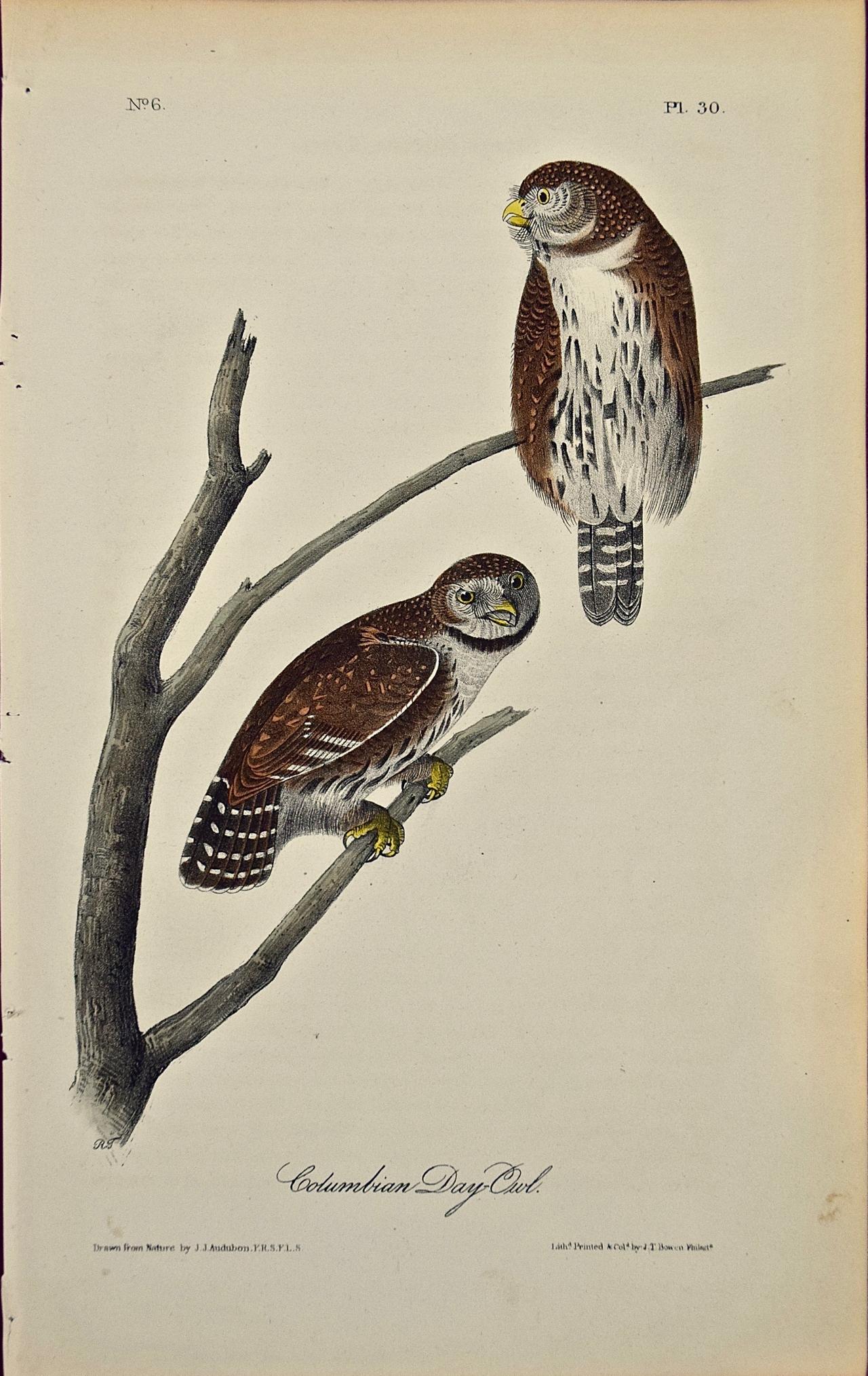 John James Audubon - John James Audubon "Snowy Owl" rare nocturnal ...