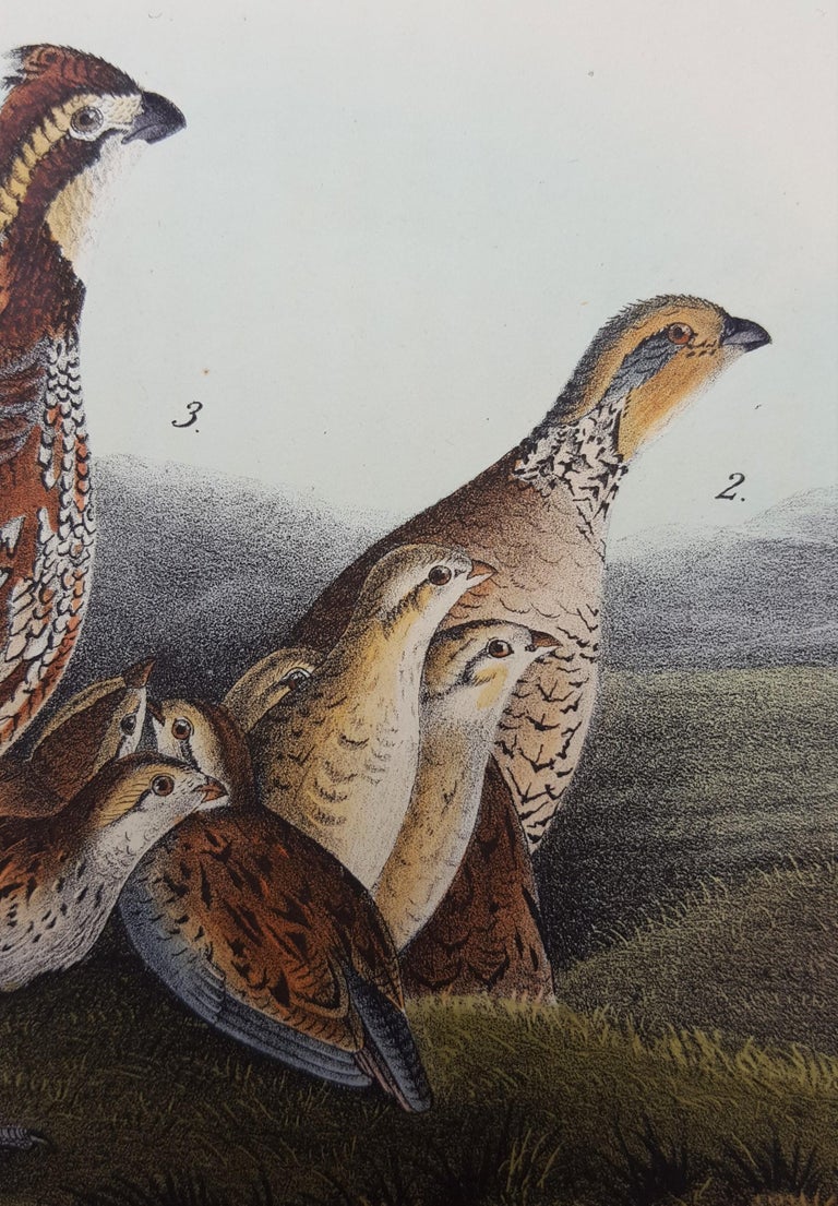 John James Audubon - Common American Partridge at 1stDibs