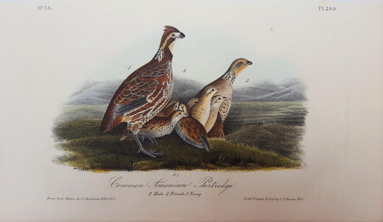 John James Audubon - Common American Partridge at 1stDibs