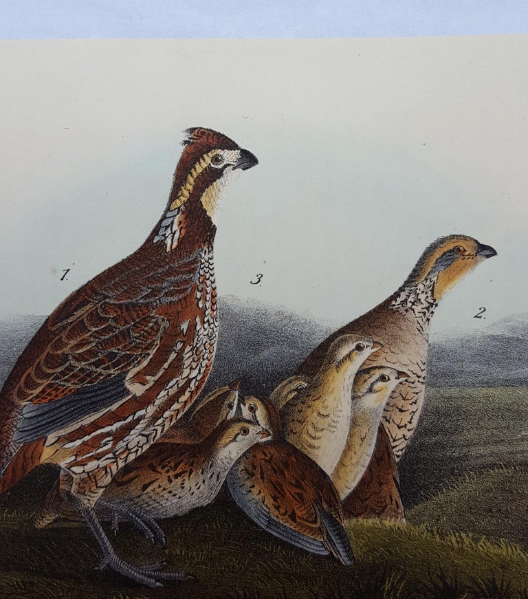 John James Audubon - Common American Partridge at 1stDibs