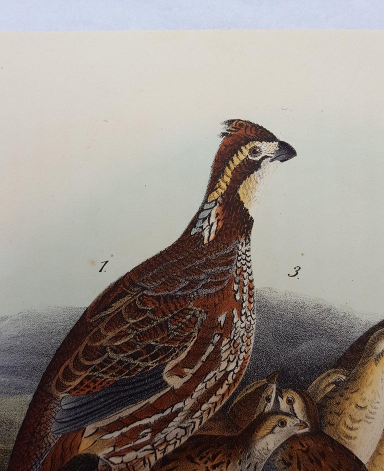 John James Audubon - Common American Partridge at 1stDibs