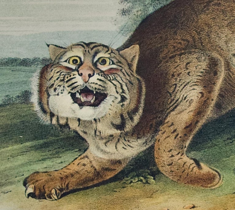 John James Audubon - Common American Wild-cat: A 1st Octavo Edition ...