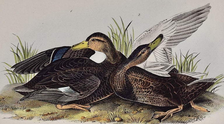 John James Audubon - Dusky (Duskey) Duck: An Original Audubon Hand ...