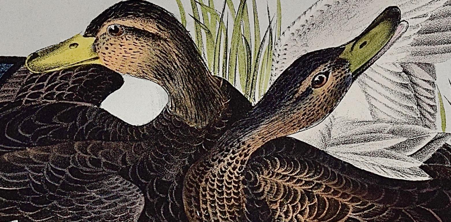 John James Audubon - Dusky (Duskey) Duck: An Original Audubon Hand ...