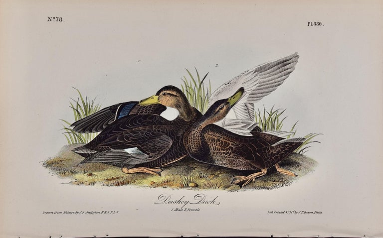 John James Audubon - Dusky (Duskey) Duck: An Original Audubon Hand ...