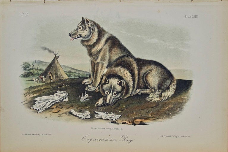 John James Audubon - "Esquimaux Dog": An Original 19th C. Audubon Hand ...