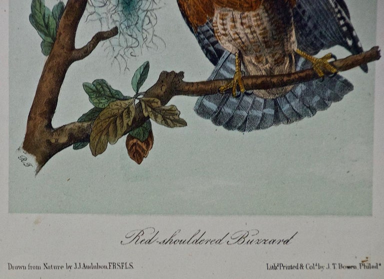 John James Audubon - Framed Original Audubon Hand Colored Bird ...