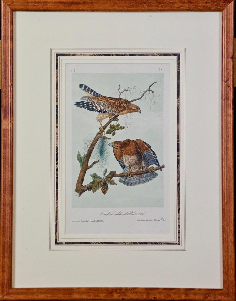 John James Audubon - Framed Original Audubon Hand Colored Bird ...
