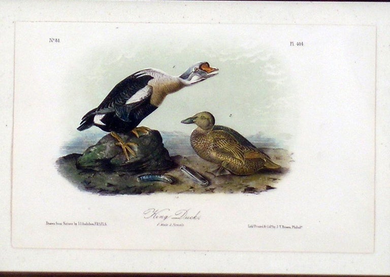 John James Audubon - King Duck For Sale at 1stDibs