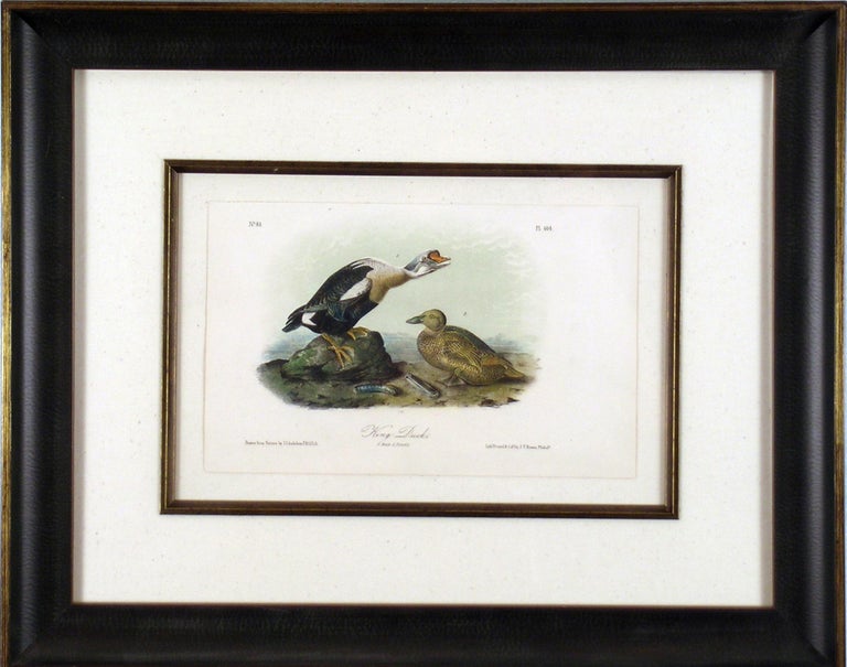 John James Audubon - King Duck For Sale at 1stDibs