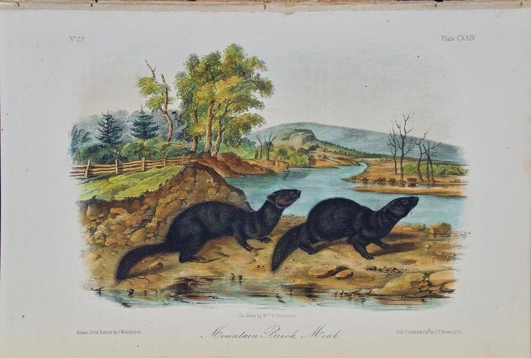 John James Audubon - "Mountain Brook Mink" an Audubon Hand Colored by J ...