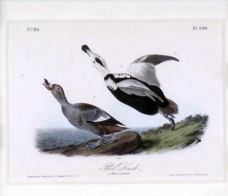 John James Audubon - Pied Duck For Sale at 1stDibs
