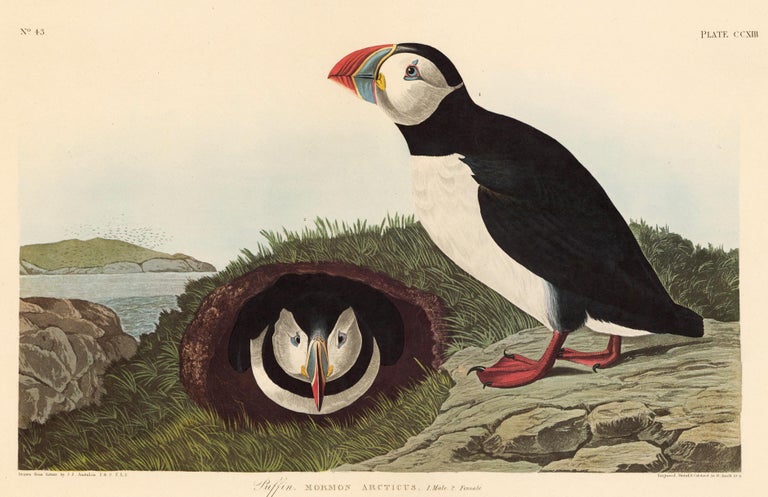 John James Audubon - Puffin by John James Audubon, Amsterdam Edition ...