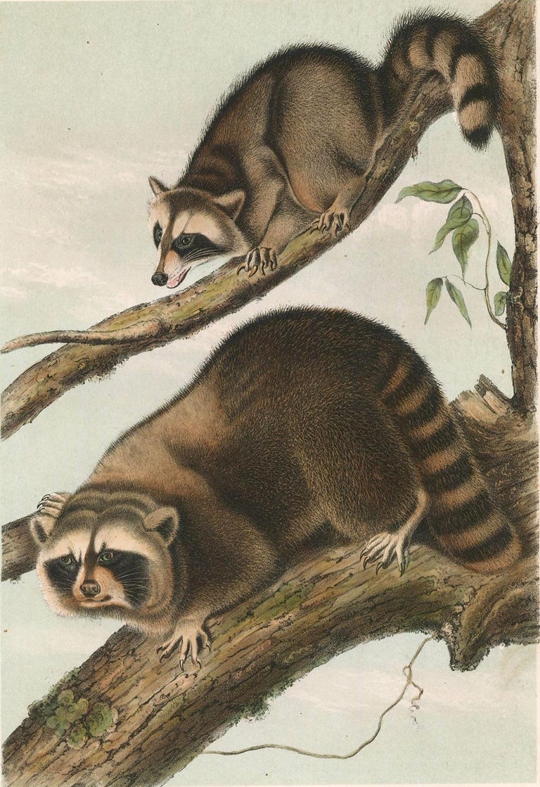 John James Audubon - Raccoon by Audubon For Sale at 1stDibs