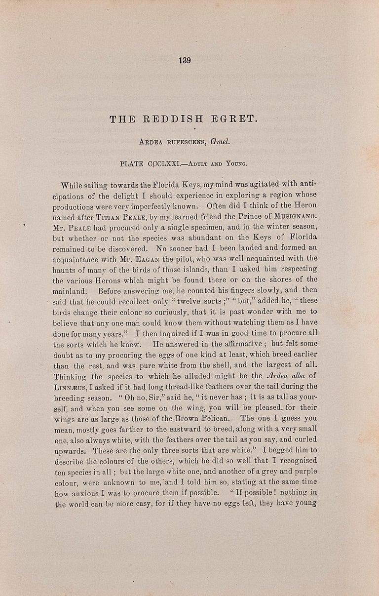 John James Audubon - Reddish Egrets, Adult and Young: An Original ...