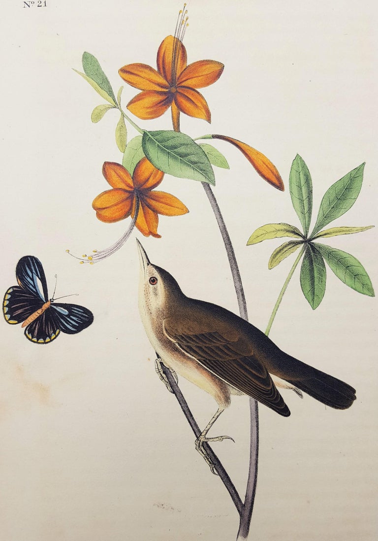 John James Audubon - Swainson's Swamp Warbler (Orange Colored Azalea ...