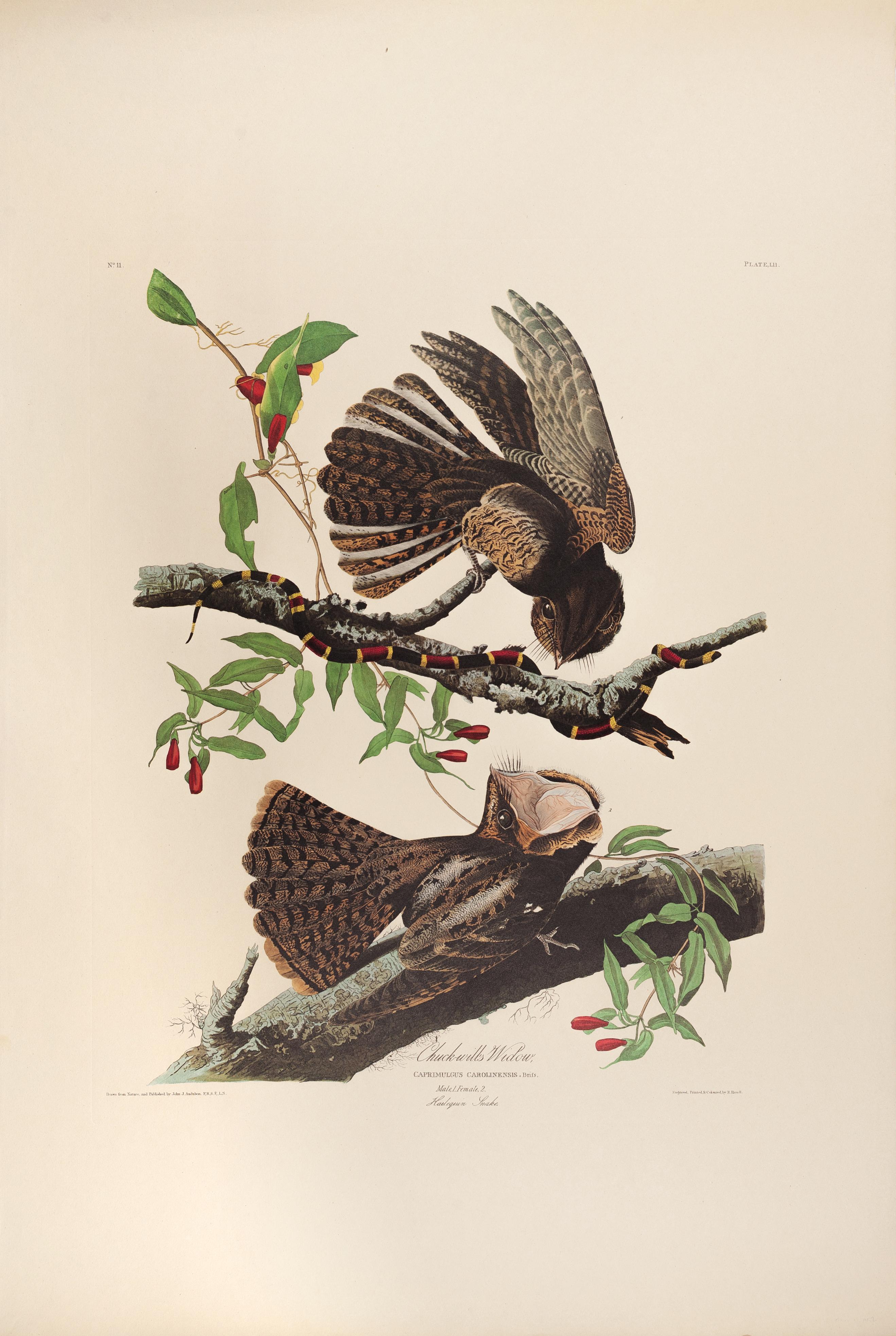 John James Audubon - A Group of Four 19th Century Audubon Bird ...