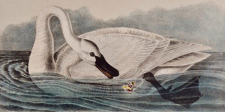John James Audubon - Trumpeter Swan, Adult: An Original Audubon Hand ...