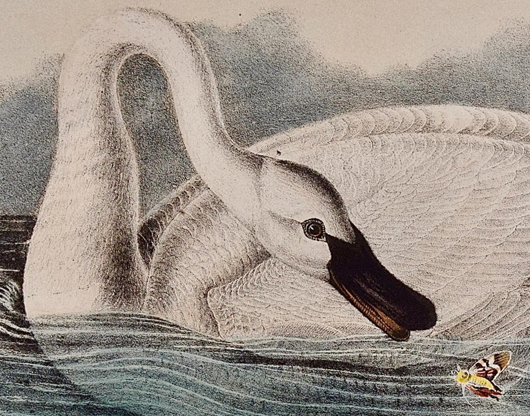John James Audubon - Trumpeter Swan, Adult: An Original Audubon Hand ...