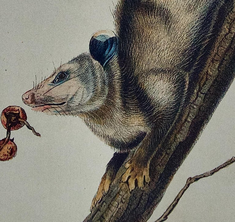 John James Audubon - Virginian Opossum: An Original Audubon Hand ...