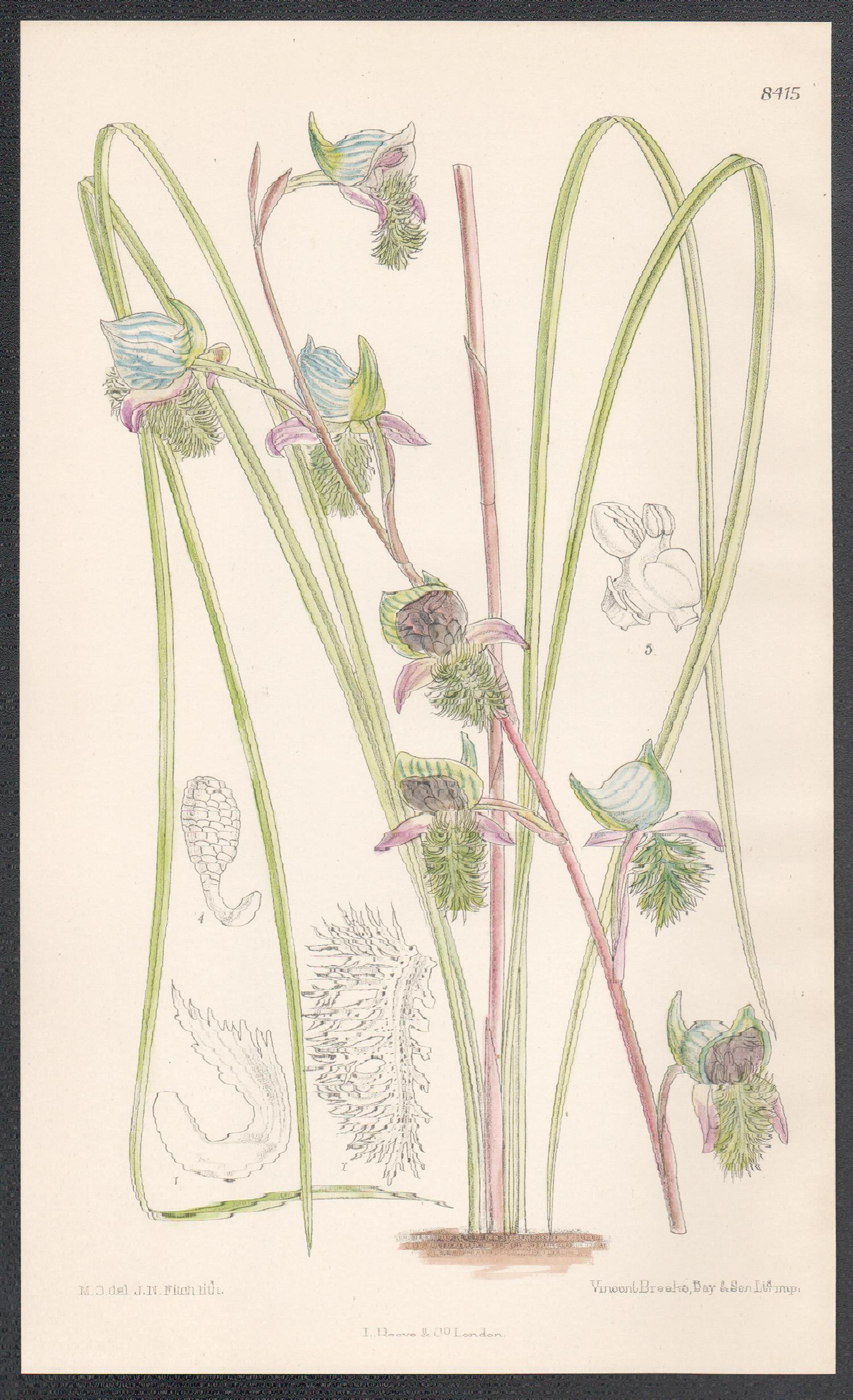 John Nugent Fitch after Matilda Smith - Disa Lugens, South African ...