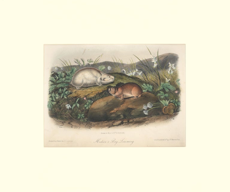 Hudson's Bay Lemming by Audubon For Sale at 1stDibs