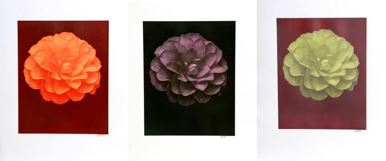 Johnathan Singer - Set of 3 Dahlia Floral Photographs by Jonathan ...
