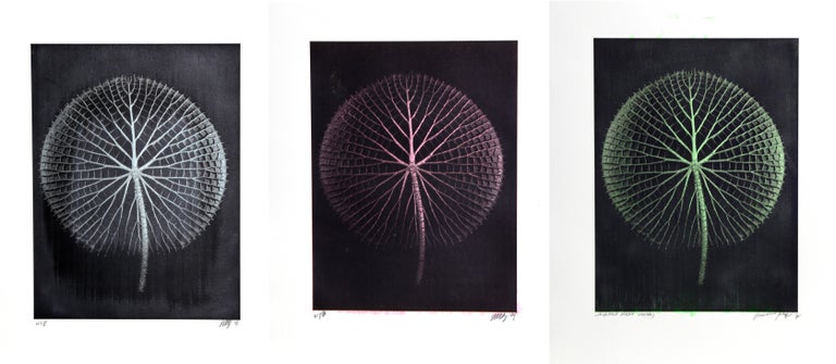Johnathan Singer - Set of 3 Giant Amazon Waterlily Floral Photographs 2 ...