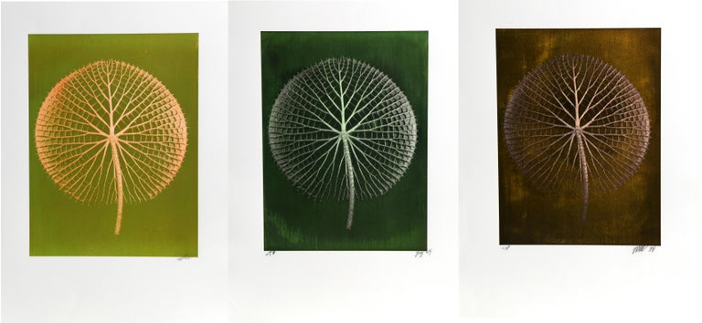 Johnathan Singer - Set of 3 Giant Amazon Waterlily Floral Photographs 3 ...