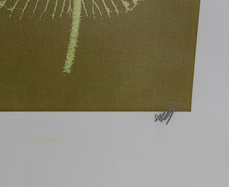 Johnathan Singer - Set of 3 Giant Amazon Waterlily Floral Photographs ...