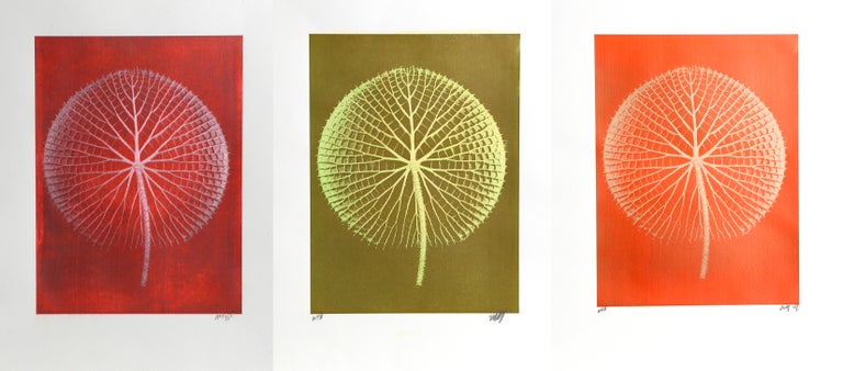 Johnathan Singer - Set of 3 Giant Amazon Waterlily Floral Photographs ...