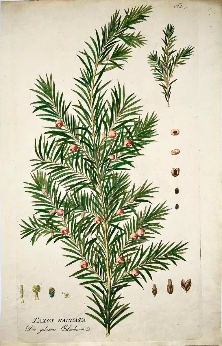 Jos. Jac. Plenck '1737-1807', Yew Tree, Large Folio Hand Colored ...