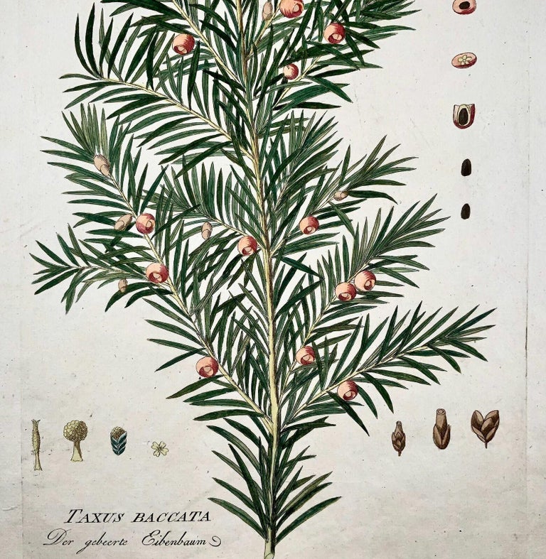 Jos. Jac. Plenck '1737-1807', Yew Tree, Large Folio Hand Colored ...