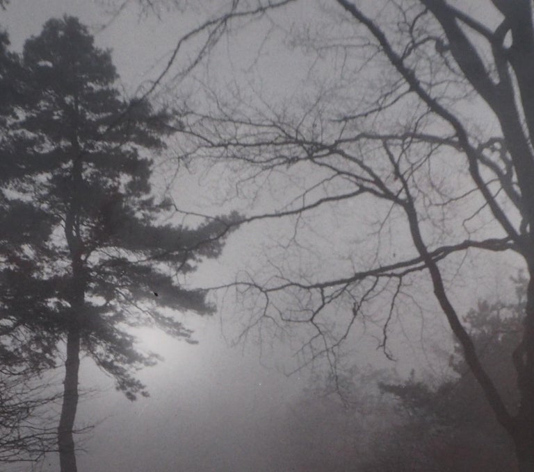 Josef Sudek - Forest Mionsi in the fog - Original Gelatin Silver ...