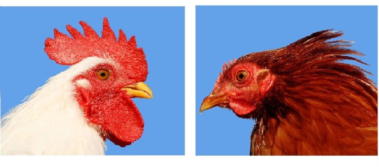 Joseph Keller - Romeo and Juiiet For Sale at 1stDibs