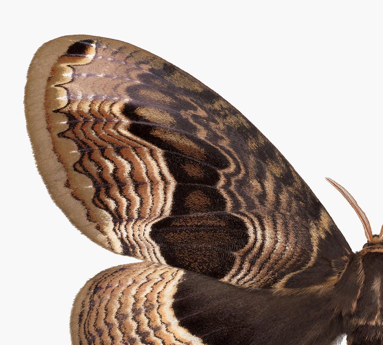 Joseph Scheer - Brahmaea Tancrei, Nature Insect Photograph of Brown ...