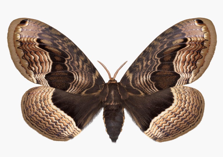 Joseph Scheer - Brahmaea Tancrei, Nature Insect Photograph of Brown ...
