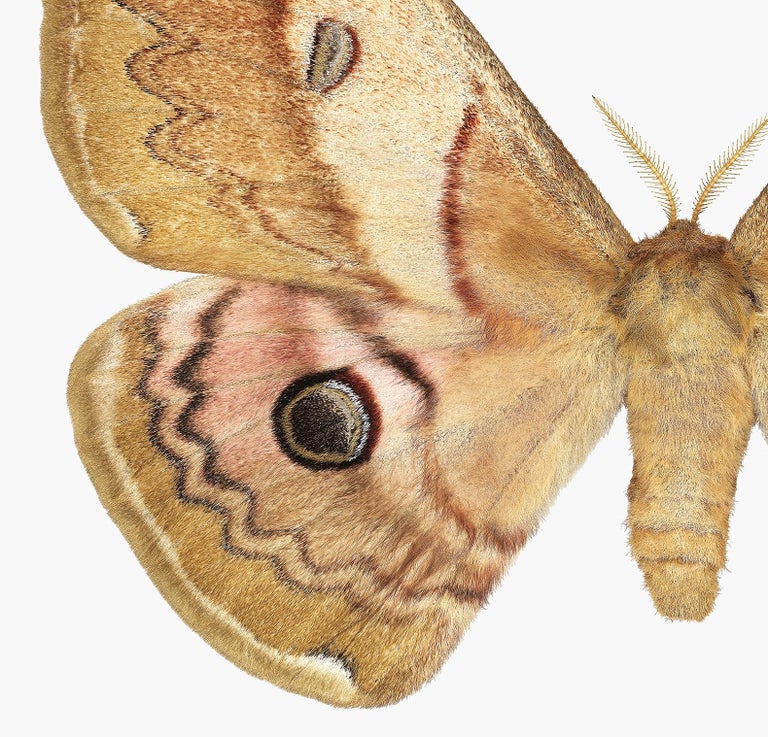 Joseph Scheer – Caligula Japonica, weibliche, Nature Insect-Fotografie ...