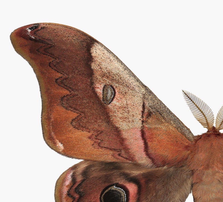 Joseph Scheer - Caligula Japonica Male, Nature Insect Photograph ...