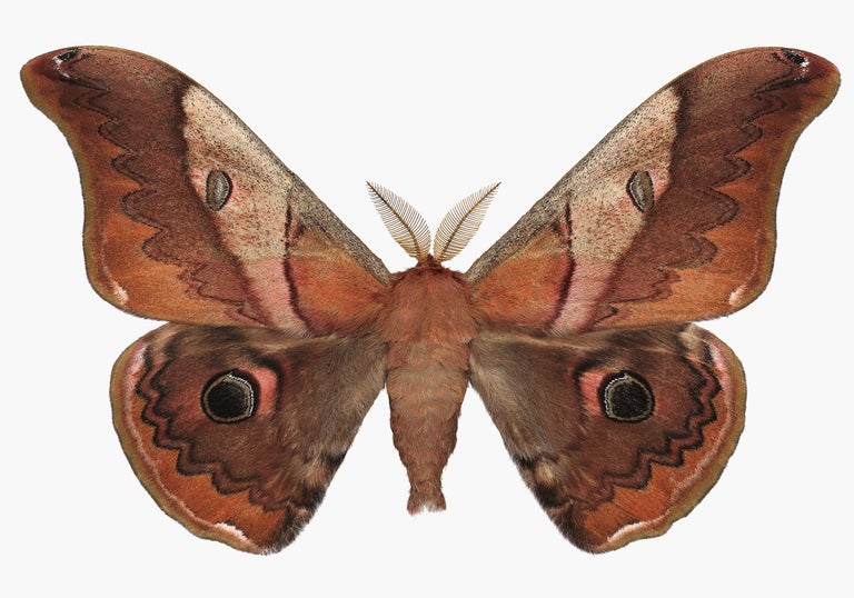 Joseph Scheer - Caligula Japonica Male, Nature Insect Photograph ...