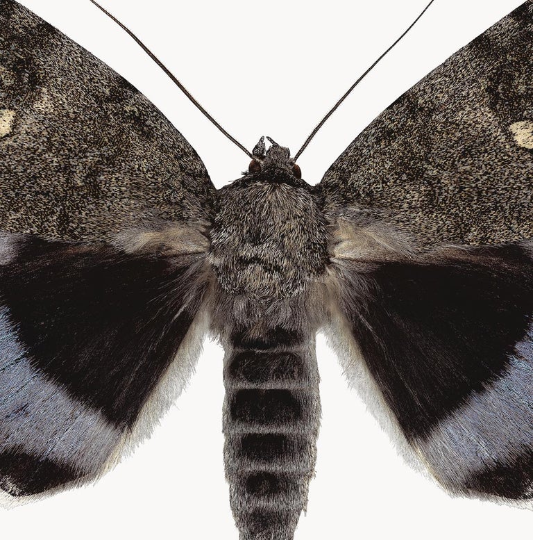 Joseph Scheer - Catocala Fraxini, Nature Photograph of Gray and Brown ...