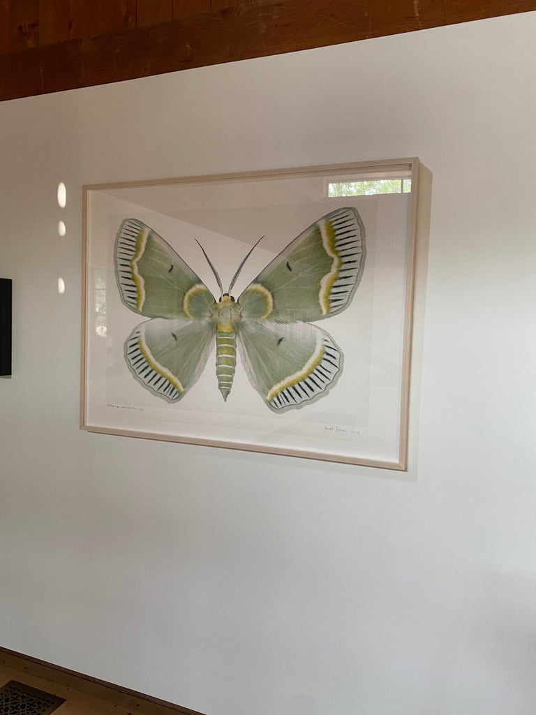 Joseph Scheer - Iotaphora Admirabilis, Nature Photograph, Light Green ...